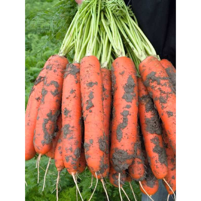 Red Core High Yield Red Carrot Seeds Carrot Seeds Vegetable Fruit ...