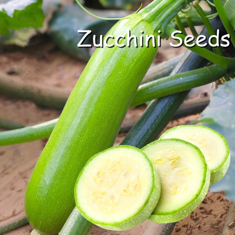 High Yield Zucchini Seeds (30 Seed) Summer Squash Bottle Gourd Seeds ...