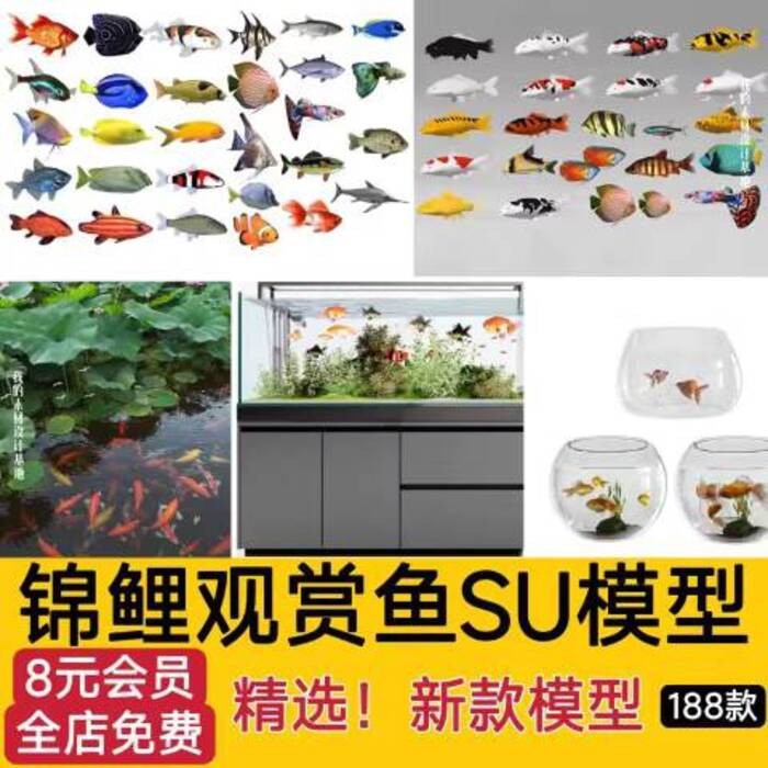 Pond Japanese Koi School Tank Aquarium Ornamental Courtyard Goldfish ...