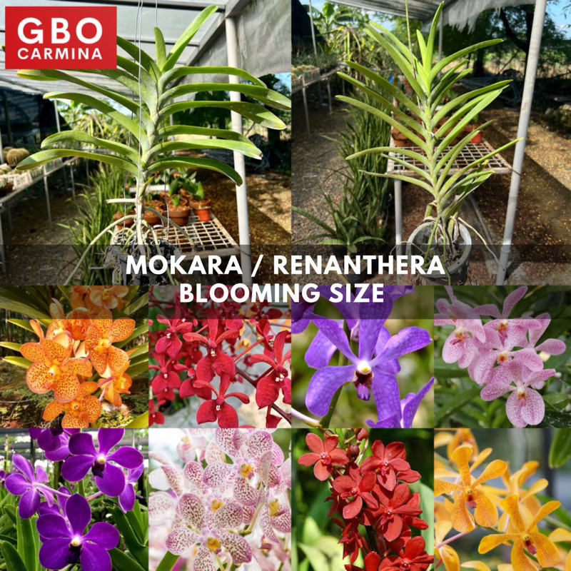 BS Mokara / Renanthera | Blooming Size | Vanda Orchids | Shopee Philippines