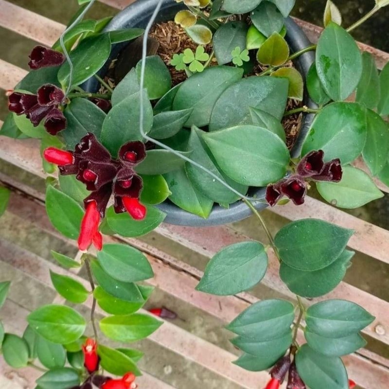 hoya lipstick plant(red maroon flower) | Shopee Philippines