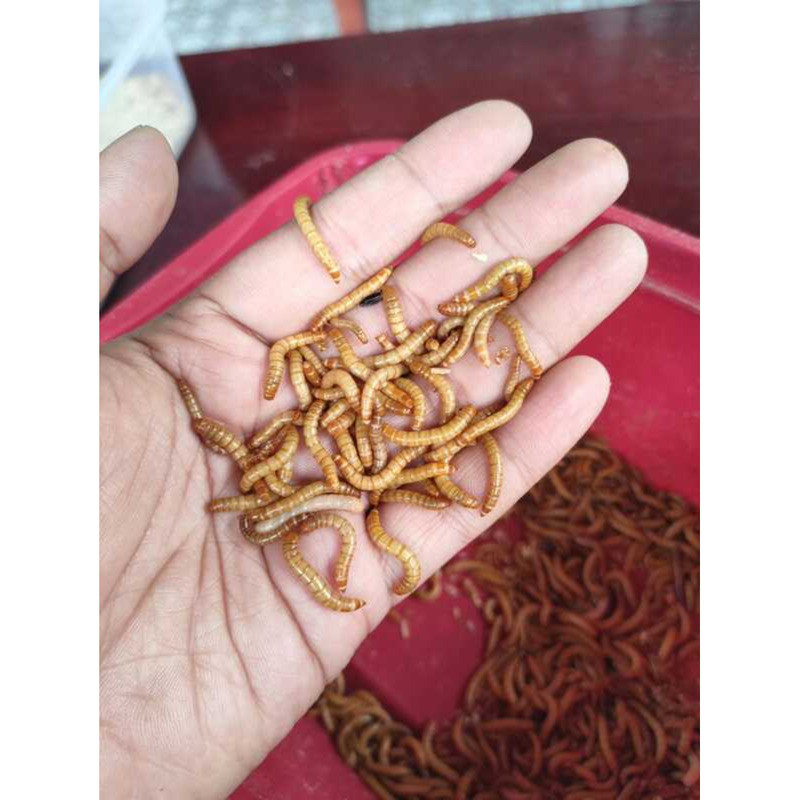 Bottom Feeds: MW Warm Pet Food For Reptiles Fish Exotics Etc. Super Mealworm Mealworms Meal ...