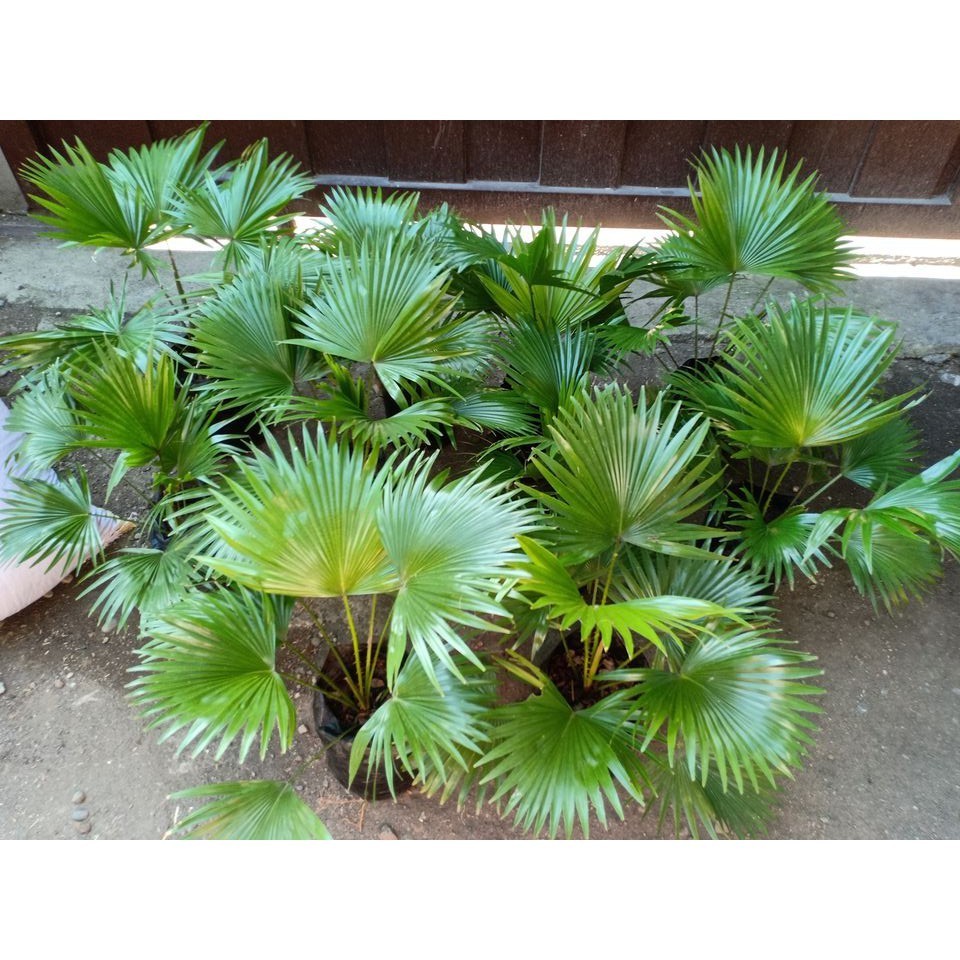 anahaw live plant 30cm. tall | Shopee Philippines