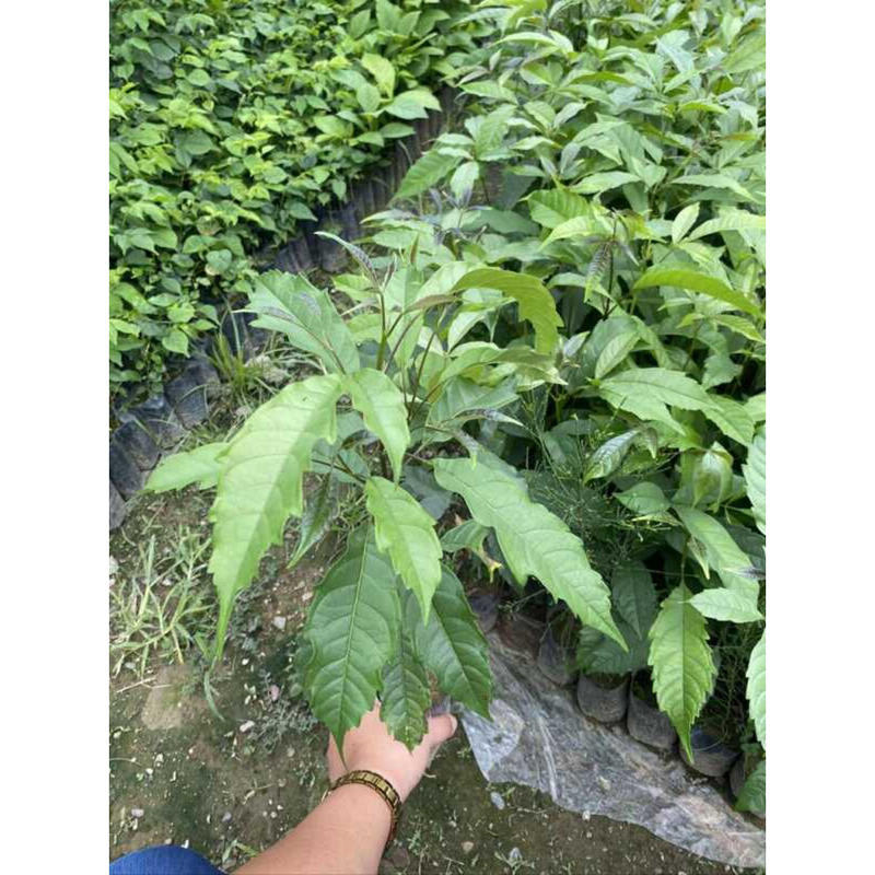 Molave TREE Vitex Parviflora BUHAY NA 1-2Ft TALL Live Tree Plant 3 ...