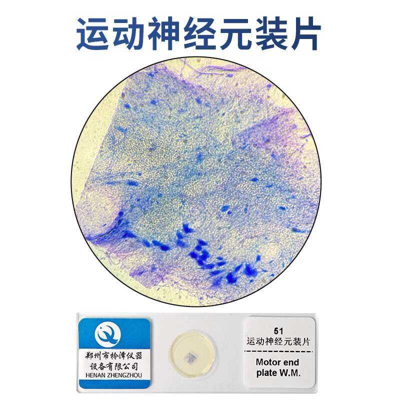 Motor Neuron Biological Staining Elementary Middle High School Biology ...