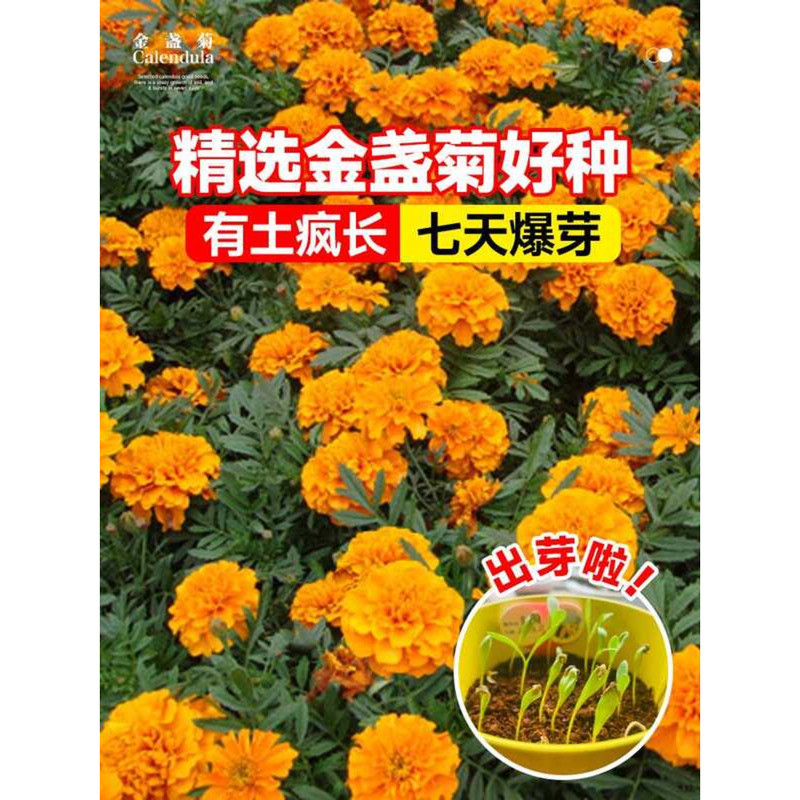 Calendula Seeds Short Growth Calendula Seeds Indoor Potted Perennial ...
