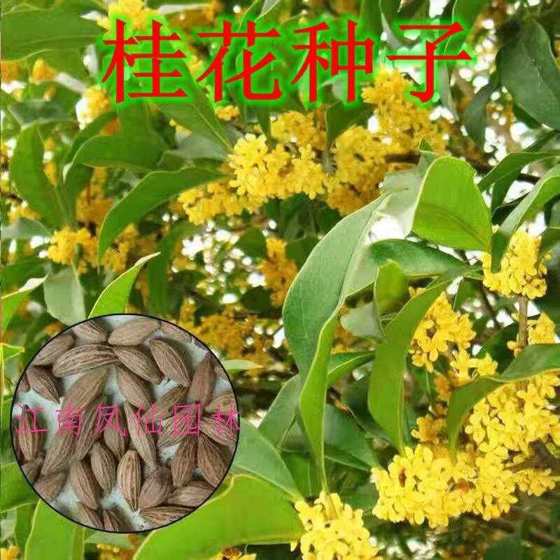 Osmanthus Seeds Golden Osmanthus Agarwood August Osmanthus Tree Seeds ...