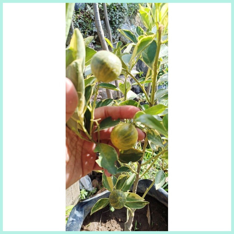 Calamansi Variegated and Grafted dwarf seedlings ready for repotting ...