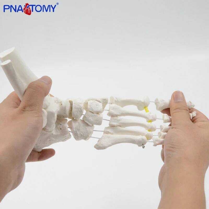 Foot Flexible Bone Model Human Skeleton Anatomy Medical Teaching Tool ...