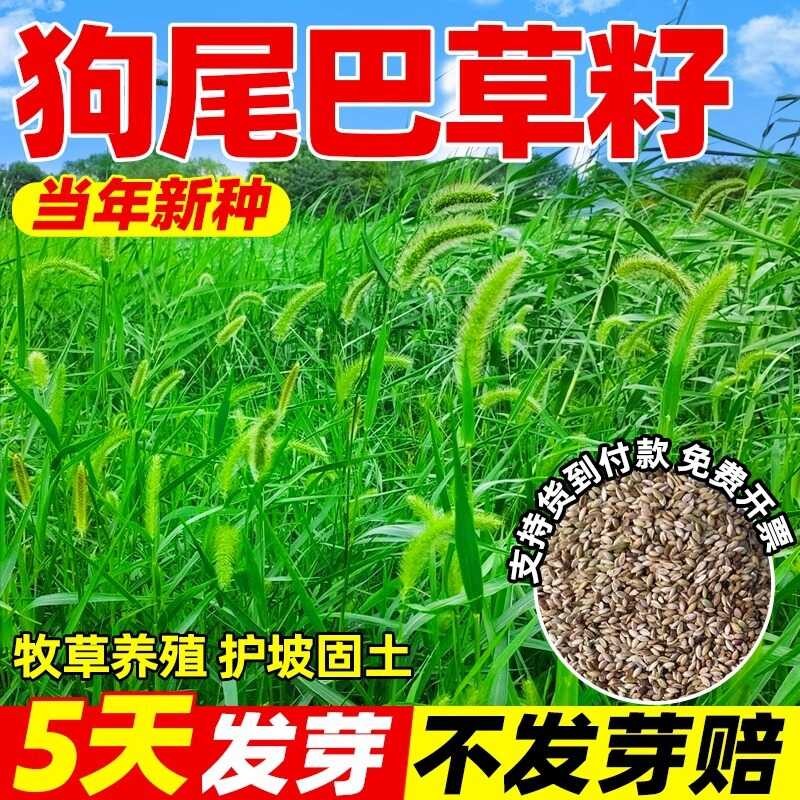 Slope Protection Grass Seeds, Dog Tail Grass Seeds, Wolf Tail Grass ...