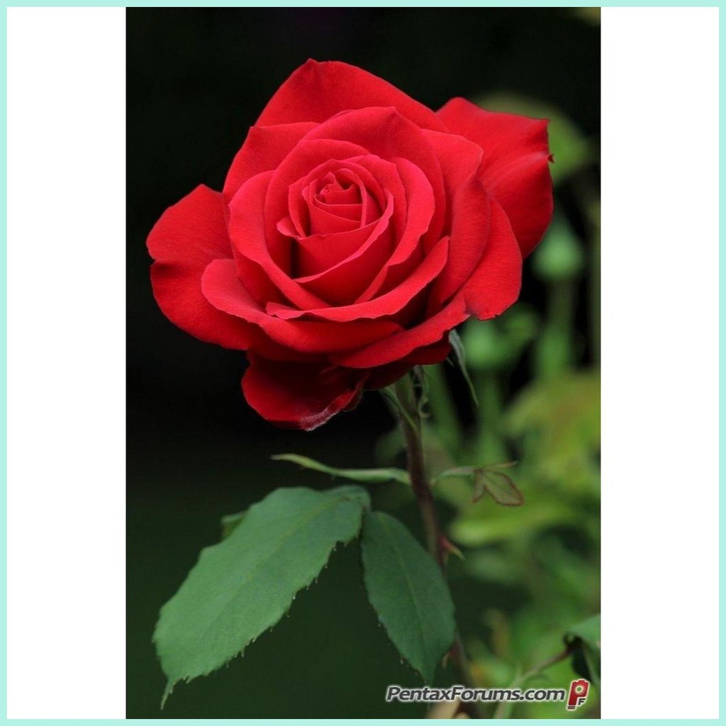 AMERICAN RED ROSE REAL Plant with FREE plastic seedling bag and garden soil | Shopee Philippines