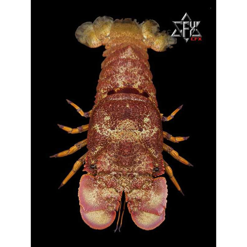 Scallop-Shaped Mimic Shrimp Specimen Finished Teaching Science ...