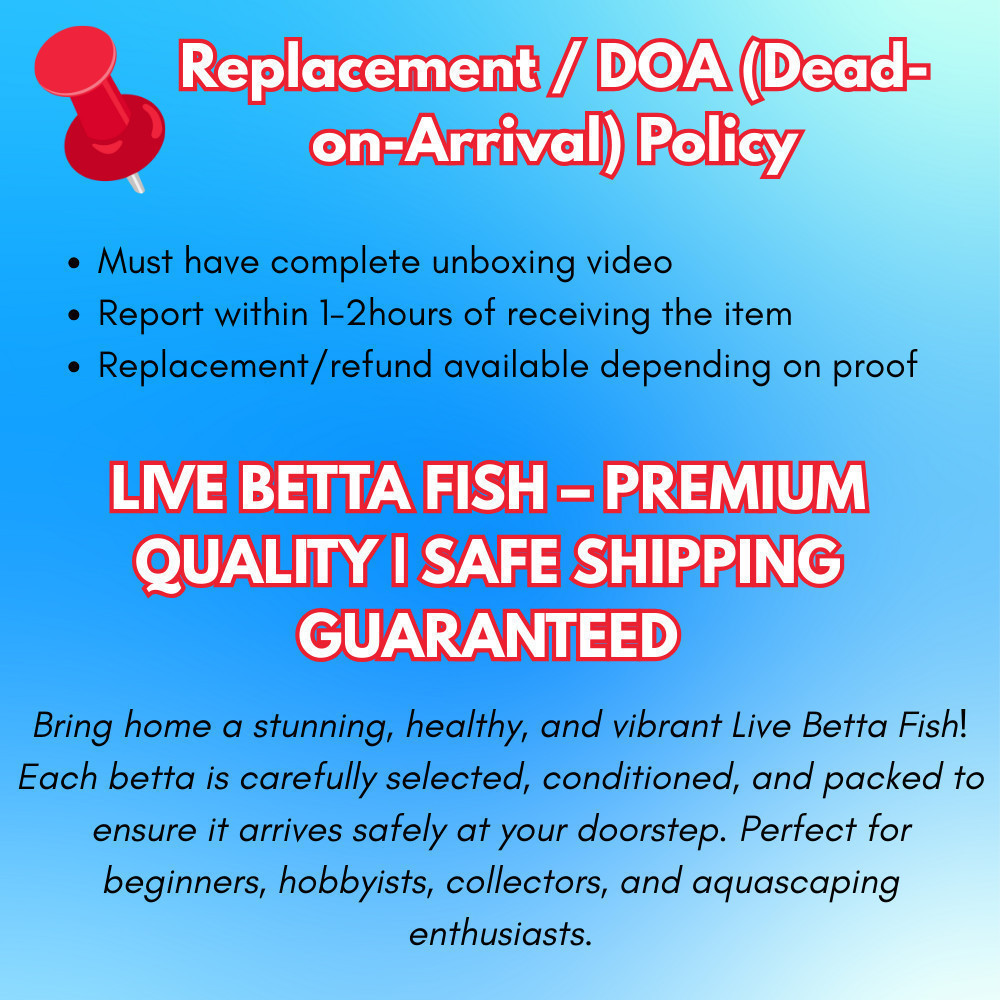 HMPK Betta Tank Fish Selection Doubletail Crowntail Premium Betta Fish ...