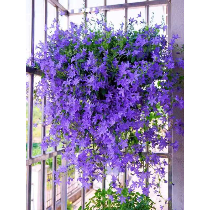 Hanging Wind Chime Flower Seeds Four Seasons Easy to Grow Blooming ...