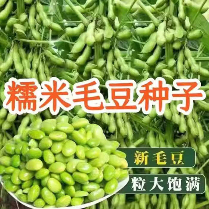 Early Maturing Edamame Seeds Yellow Soybeans Collection Early High ...