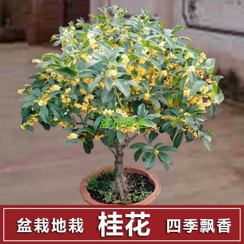 Osmanthus Seeds Golden Osmanthus Agarwood August Osmanthus Tree Seeds ...