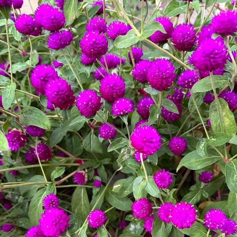 Red Fireball Seeds Red Fireball Flower Seeds Balcony Indoor and Outdoor ...