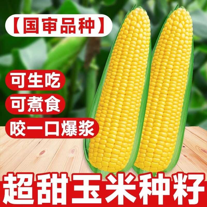 Yue Tian No. 29 Yellow Glutinous Sticky Corn Seeds National Review ...