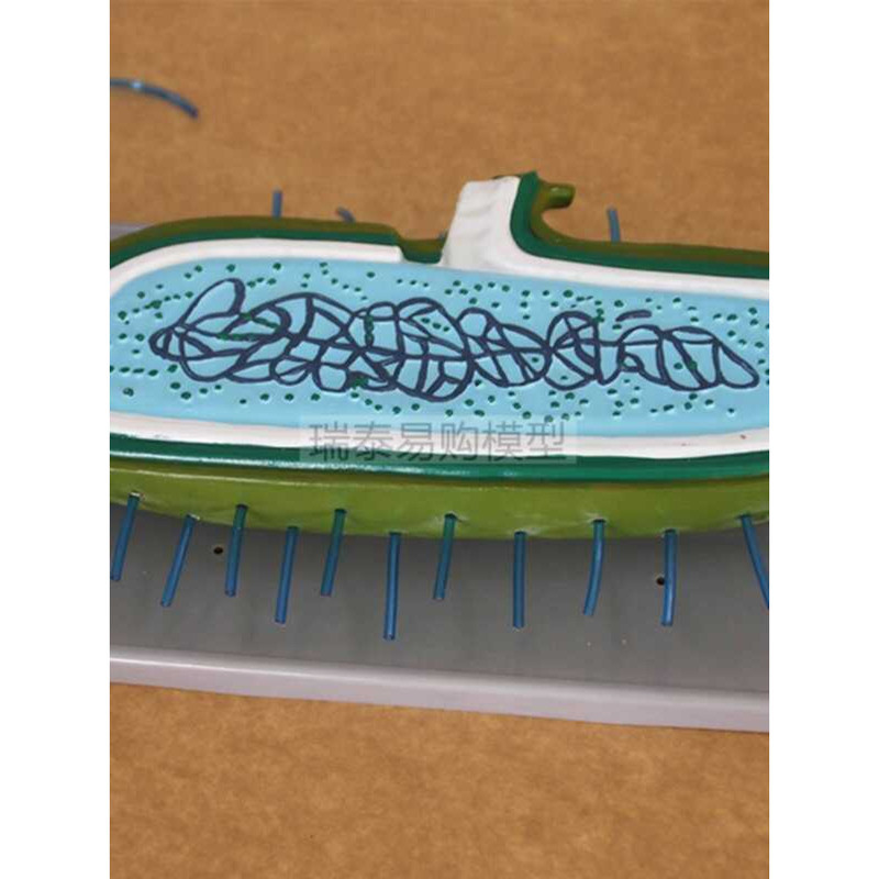 Bacterial Model Single Cell Microorganism Prokaryote Middle School ...