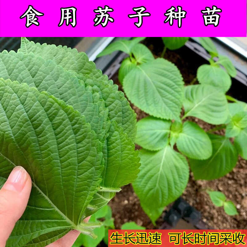 Perilla Seeds Green Perilla Seeds Edible Perilla Leaves Fresh Large ...