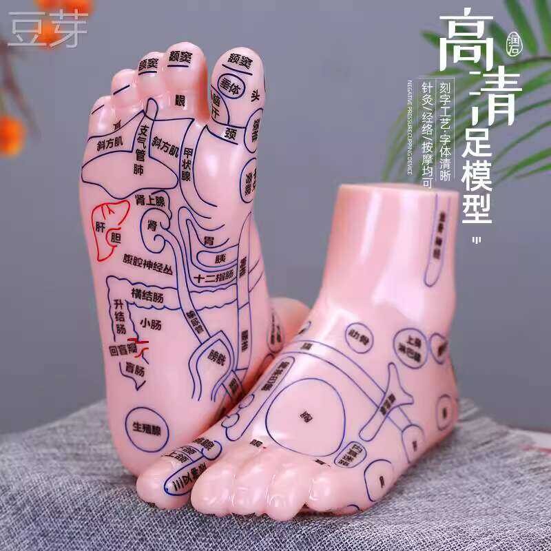 Massage Model Human Acupoint Map Reflexology Area Meridian Foot Therapy ...
