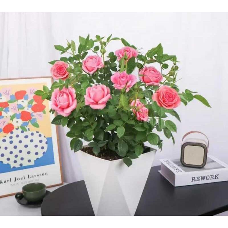 Trenching Tool Agricultural Plow Machine Plowing Micro-Tiller ...