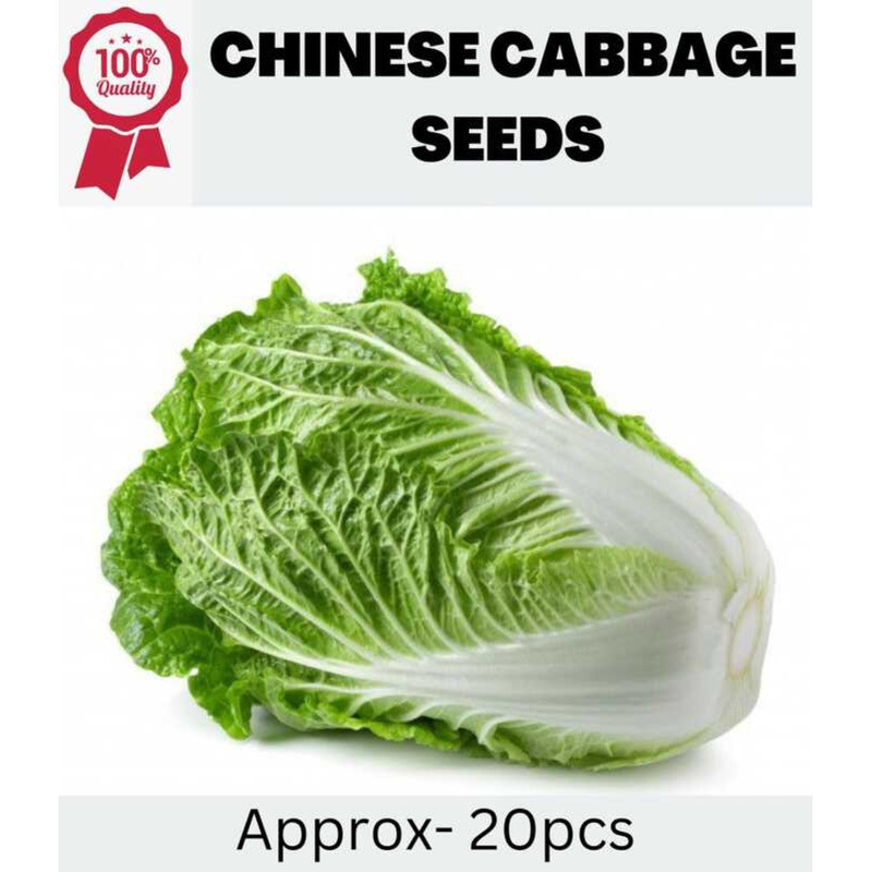 Pechay Baguio/Chinese Cabbage ( 10 Seeds ) - 1Pack 3 0E4 | Shopee ...