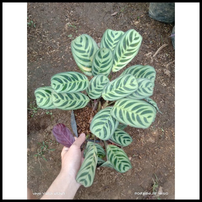 Calathea Fishbone / prayer plant | Shopee Philippines