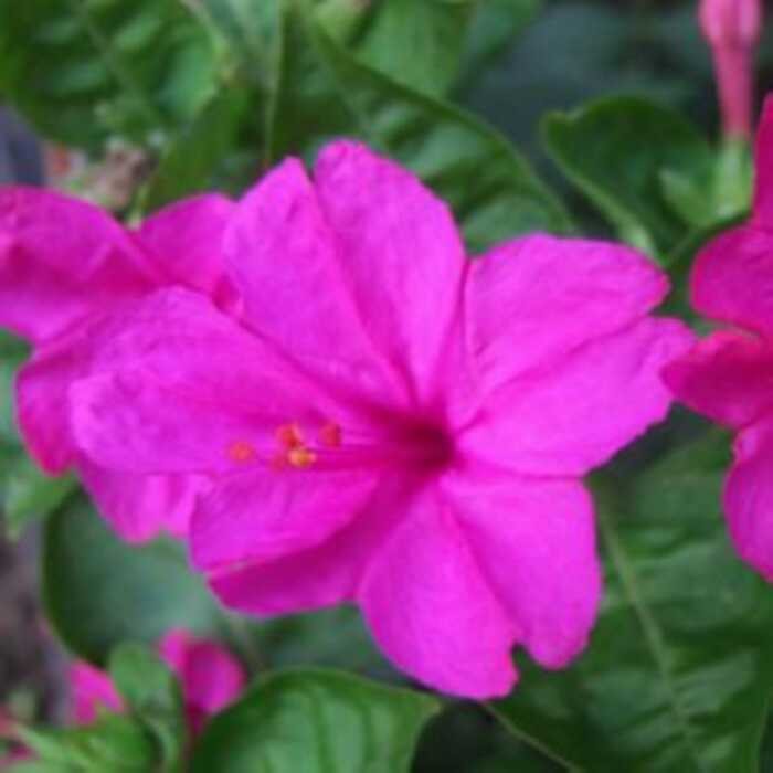 Flower Seeds Purple Jasmine Grass Jasmine Rouge Flower Night Fragrance ...