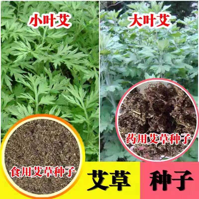 Mugwort Seeds for Planting Edible Mugwort Seeds Medicinal Mugwort Seeds ...