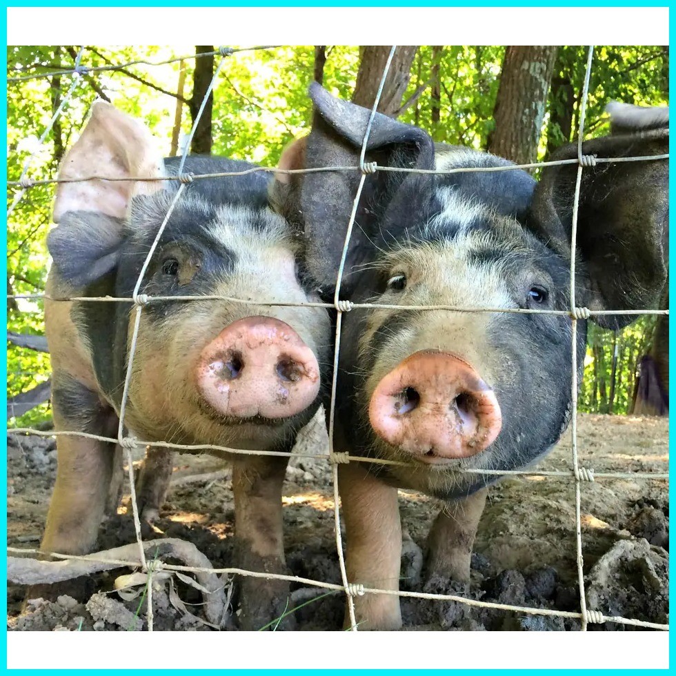 Hog Wire Farm Fence | Pig Fence | Goat Fence | Livestock Fence | 32" (7 ...