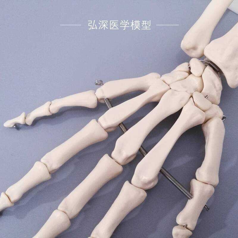 Hand Bone Model Wrist Joint Hand Anatomy Palm Skeleton Structure with ...