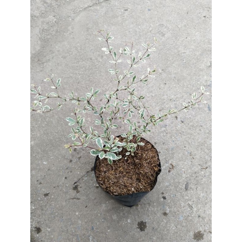 Variegated African Talisay Tree Variety | Shopee Philippines