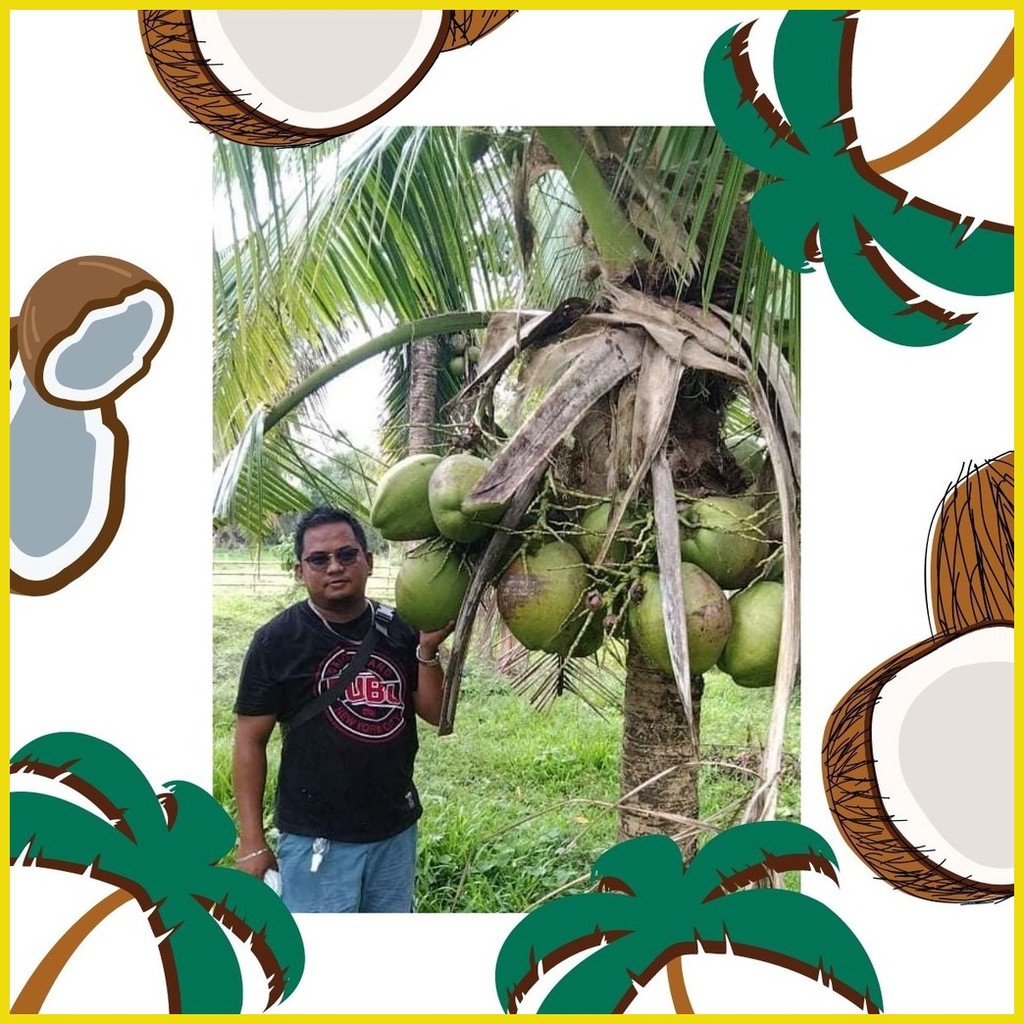 1PCS TACUNAN DWARF COCONUT SEEDLINGS | Shopee Philippines