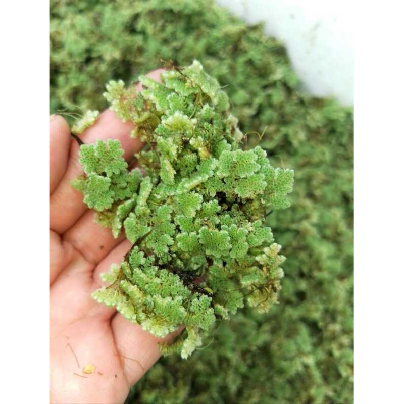 AZOLLA HYBRID PER TUB D2a | Shopee Philippines