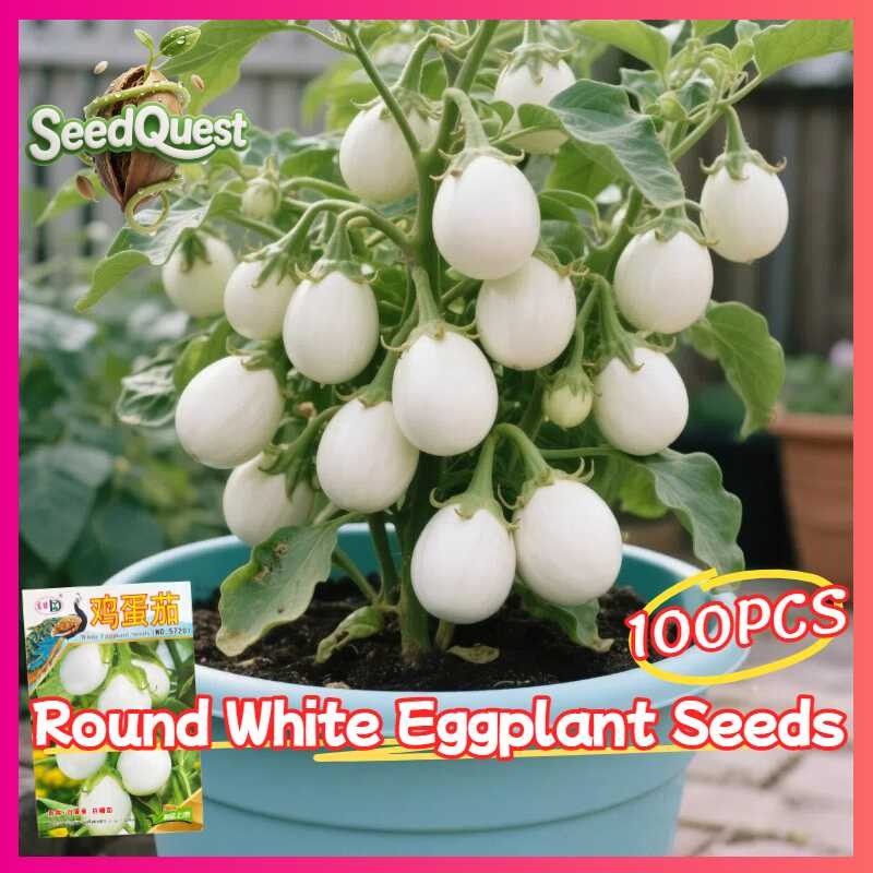100Pcs/Pack High Yield Samll White Round Planting Plants Fresh Talong ...