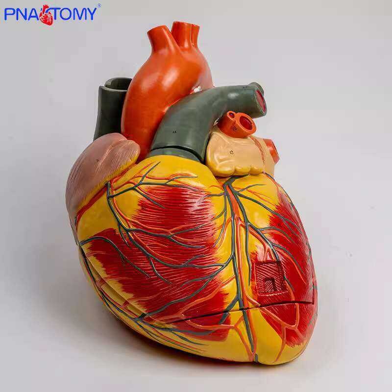 Human Heart Model Detachable Enlarged Heart Anatomy Teaching Props ...
