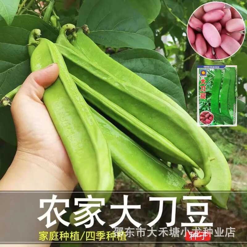 Red Knife Bean Seeds Big Red Knife Bean Giant Soybean Seeds Brazilian ...