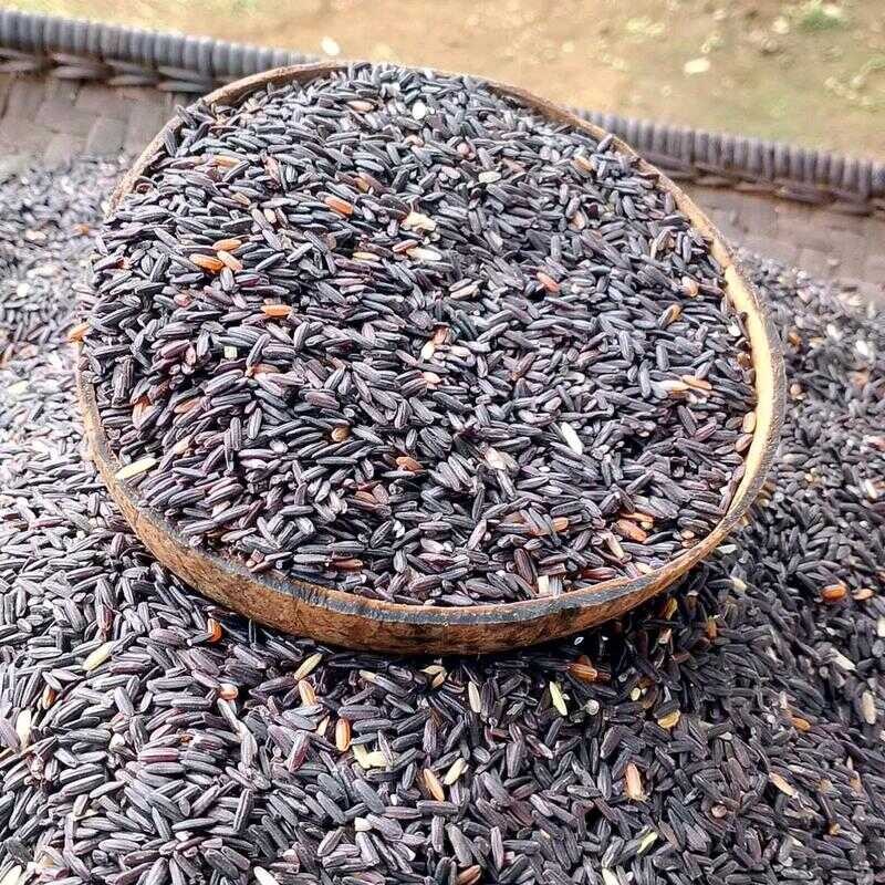 ORGANIC BLACK RICE From Tabuk City 3Ed 43E | Shopee Philippines