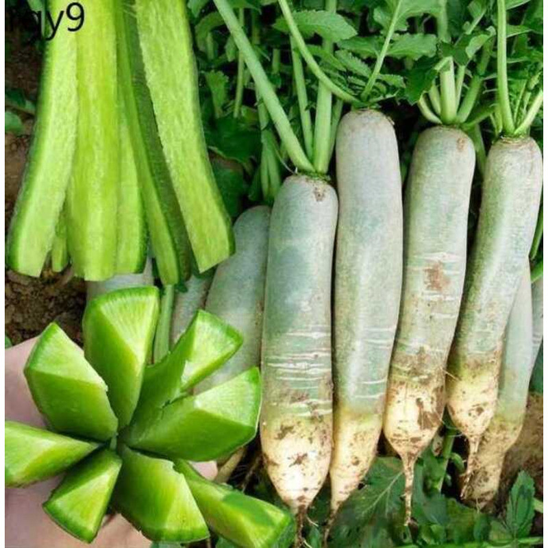 5F8 RARE Korean Sweet Green Water Fruit Radish Labanos Variety Seeds ...