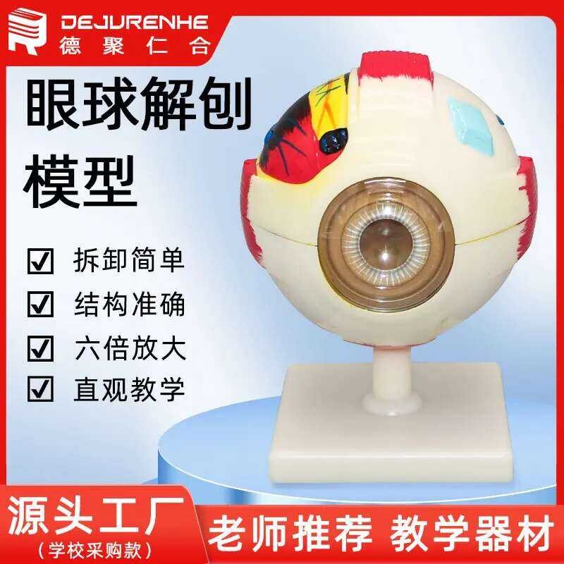 6x Eyeball Anatomy Model Human Biological Medical Eye Magnification ...