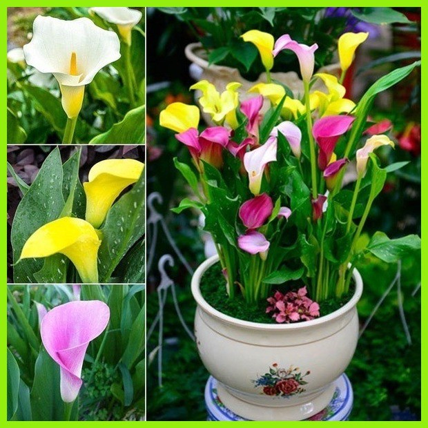 20 PCS Calla Lily Seeds Rare Flower Seeds Bonsai Potted Plant Perennial ...