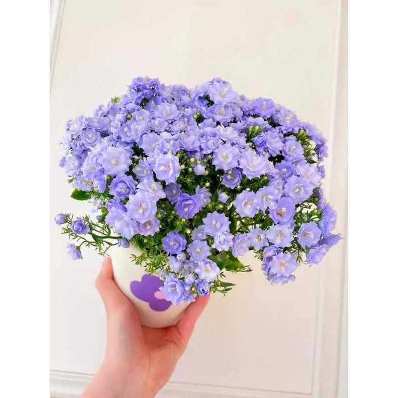 Danish Wind Chime Flower Seeds Four Seasons Sowing Blooming Flower ...