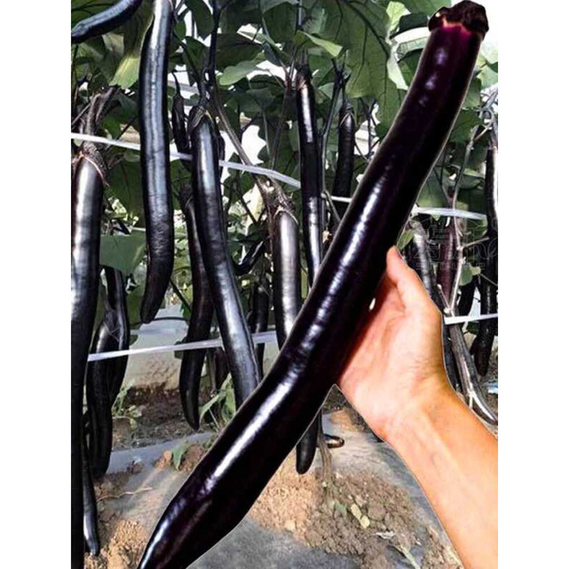 Japanese Classic Long Eggplant Seeds Seedlings Black Purple Extra Long ...
