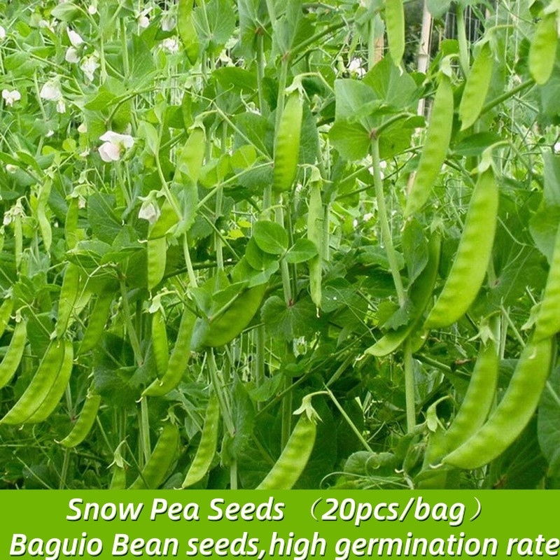 20pcs/bag Snow Pea Seeds Premium Sugar Snap Pea Seeds for Crisp, Sweet ...
