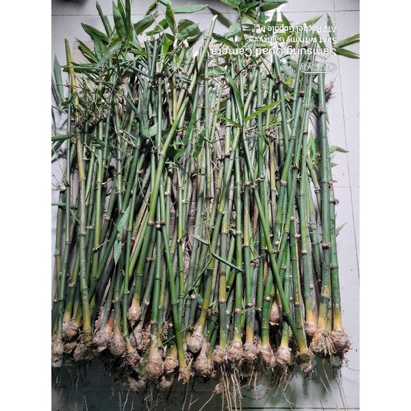 Green giant bamboo philippines seedlings | Shopee Philippines