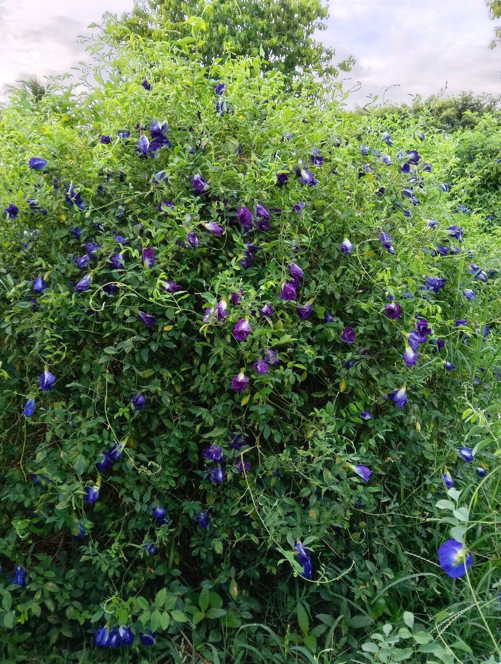 M 500 Grams Dried Butterfly Pea | Shopee Philippines