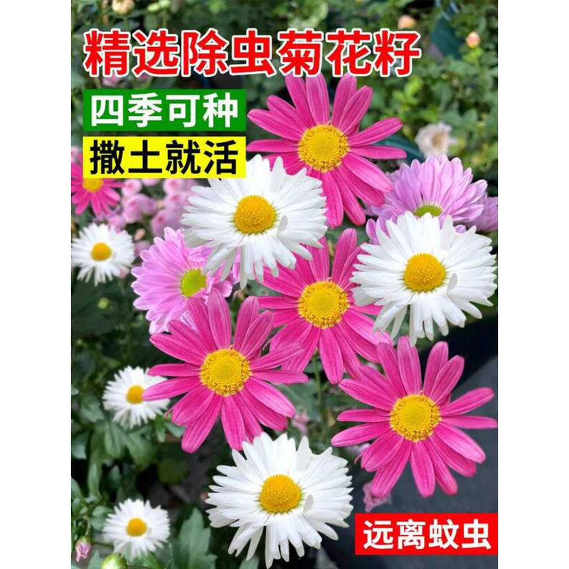 Pyrethrum Seeds Mosquito Repellent Plant Insect Repellent Chrysanthemum ...