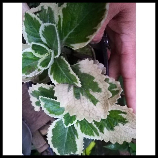 Oregano Variegated Oregano Rare Brazil variety | Shopee Philippines