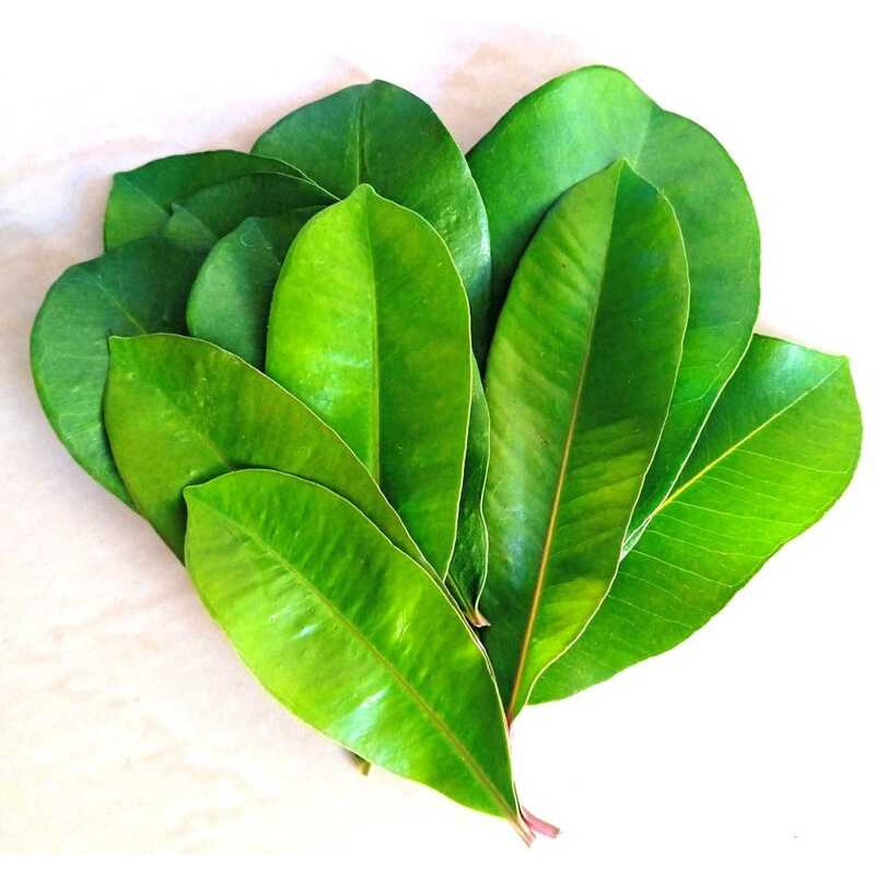 208 Fresh Duhat Leaves/Jamun/ Black Plum/ Java Lomboy (Syzygium Cumini ...